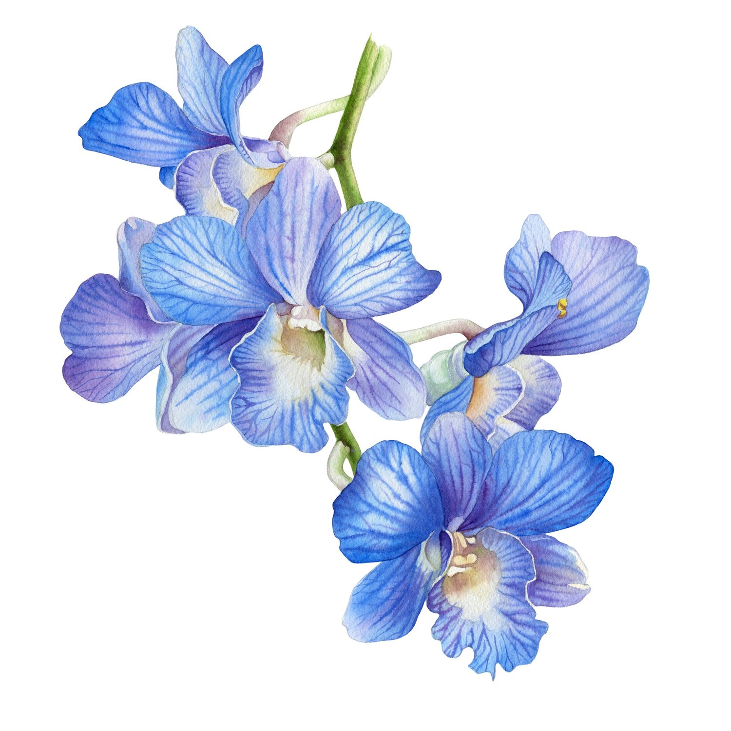 Watercolor Flowers — Anna Bucciarelli