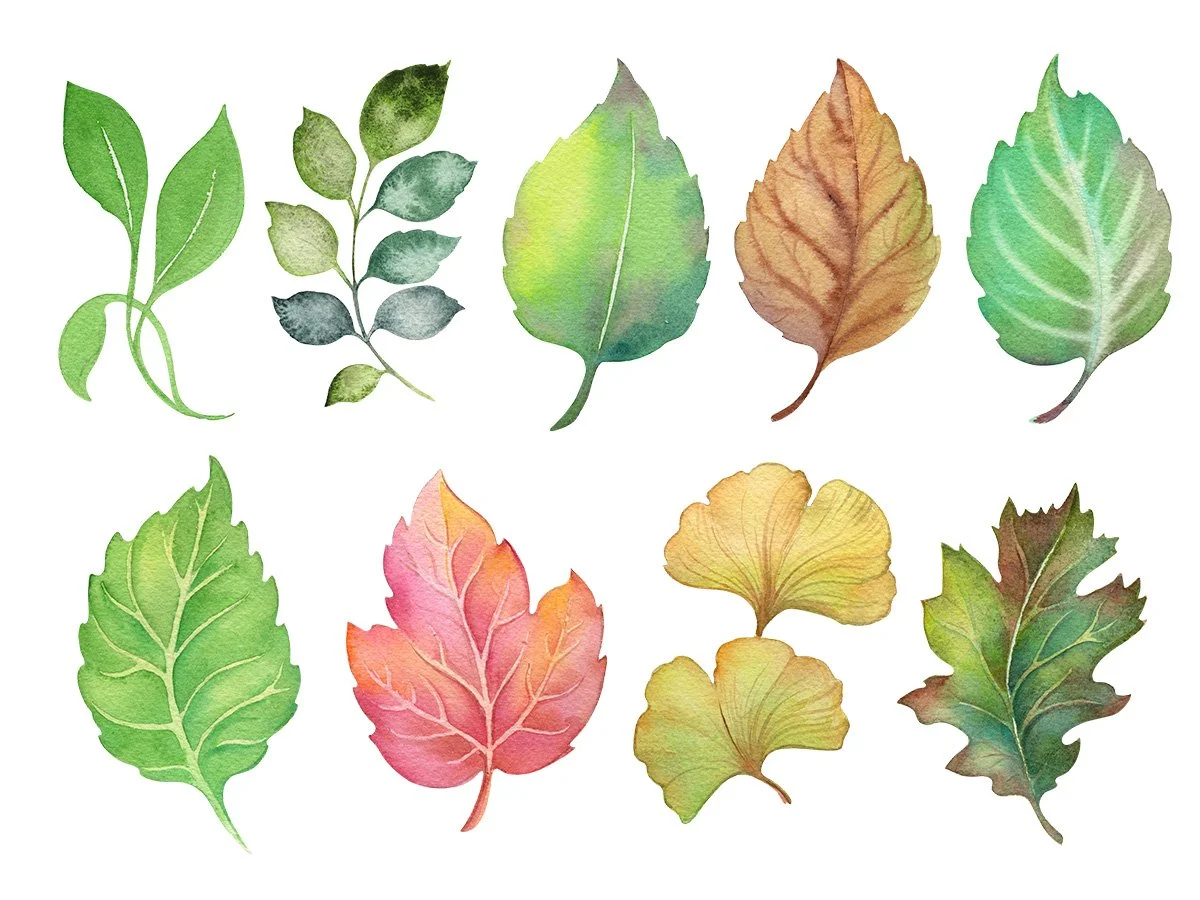 Watercolor Classes — Anna Bucciarelli