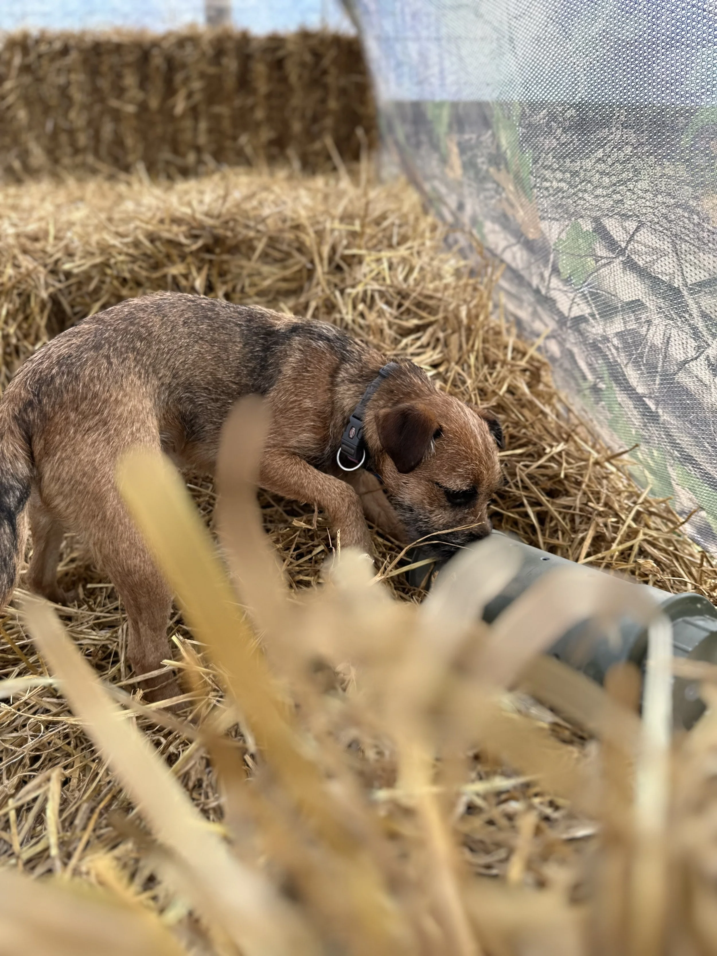 Central Scotland Barn Hunt