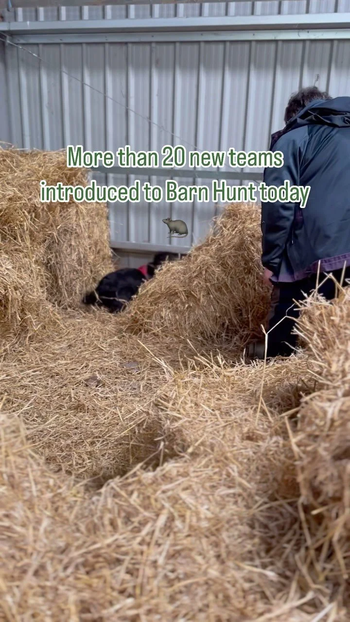 Central Scotland Barn Hunt