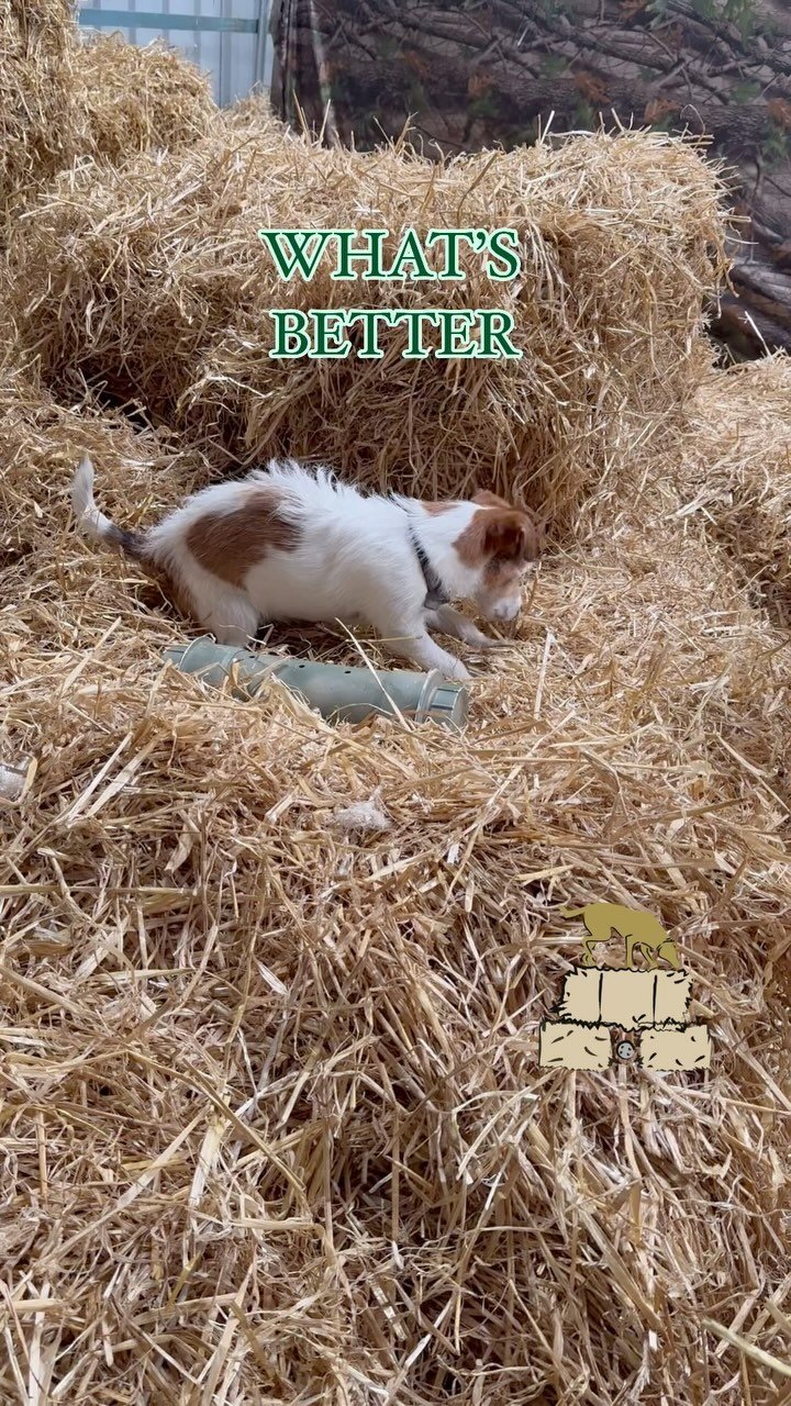 Central Scotland Barn Hunt