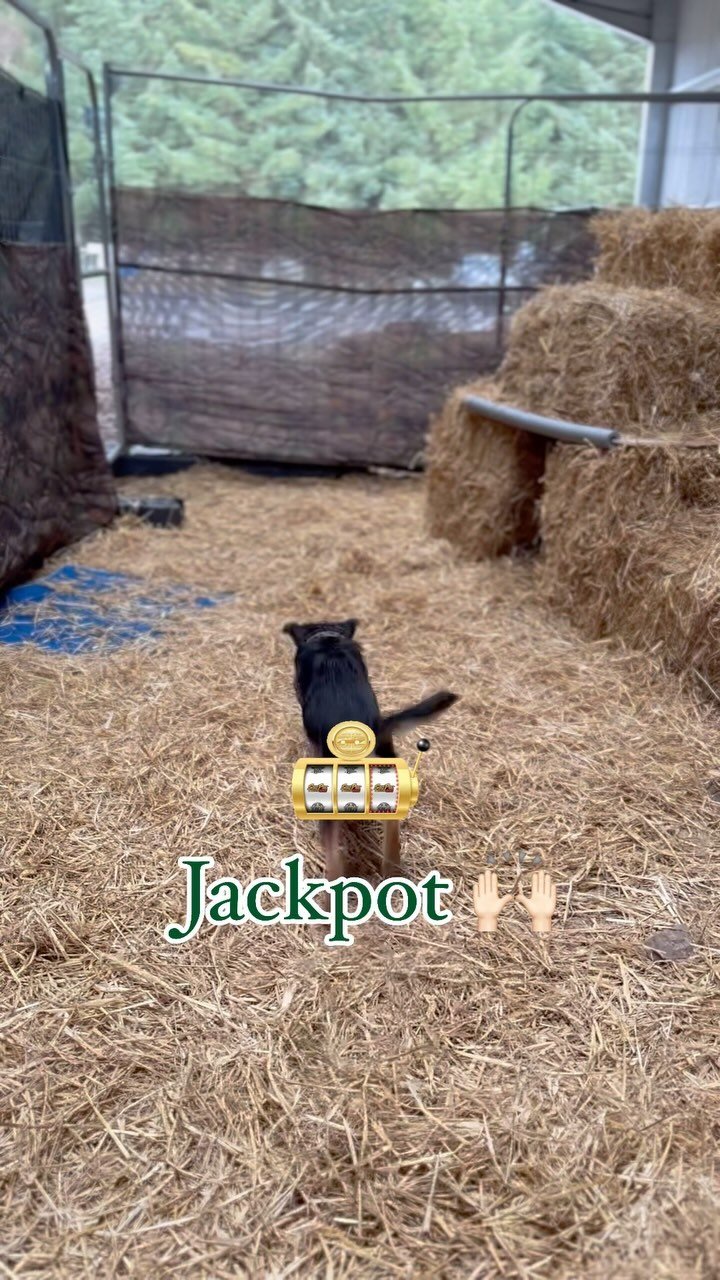 Central Scotland Barn Hunt