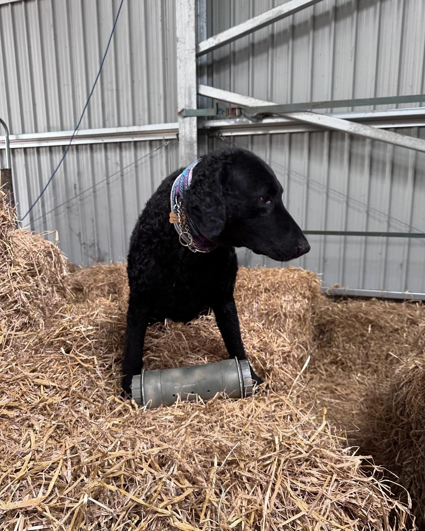 Central Scotland Barn Hunt