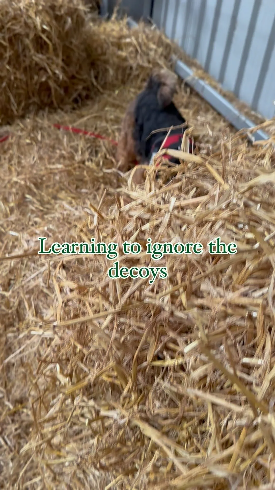 Central Scotland Barn Hunt