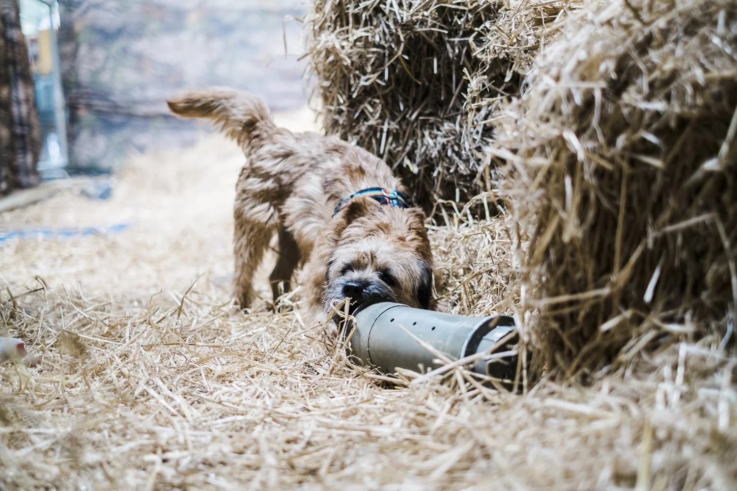 Barn Hunt Club — Central Scotland Barn Hunt