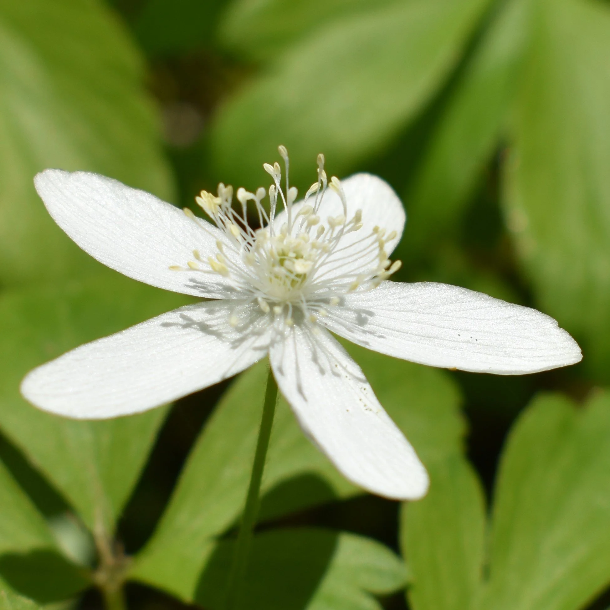 Staff — Somerset Woods Trustees