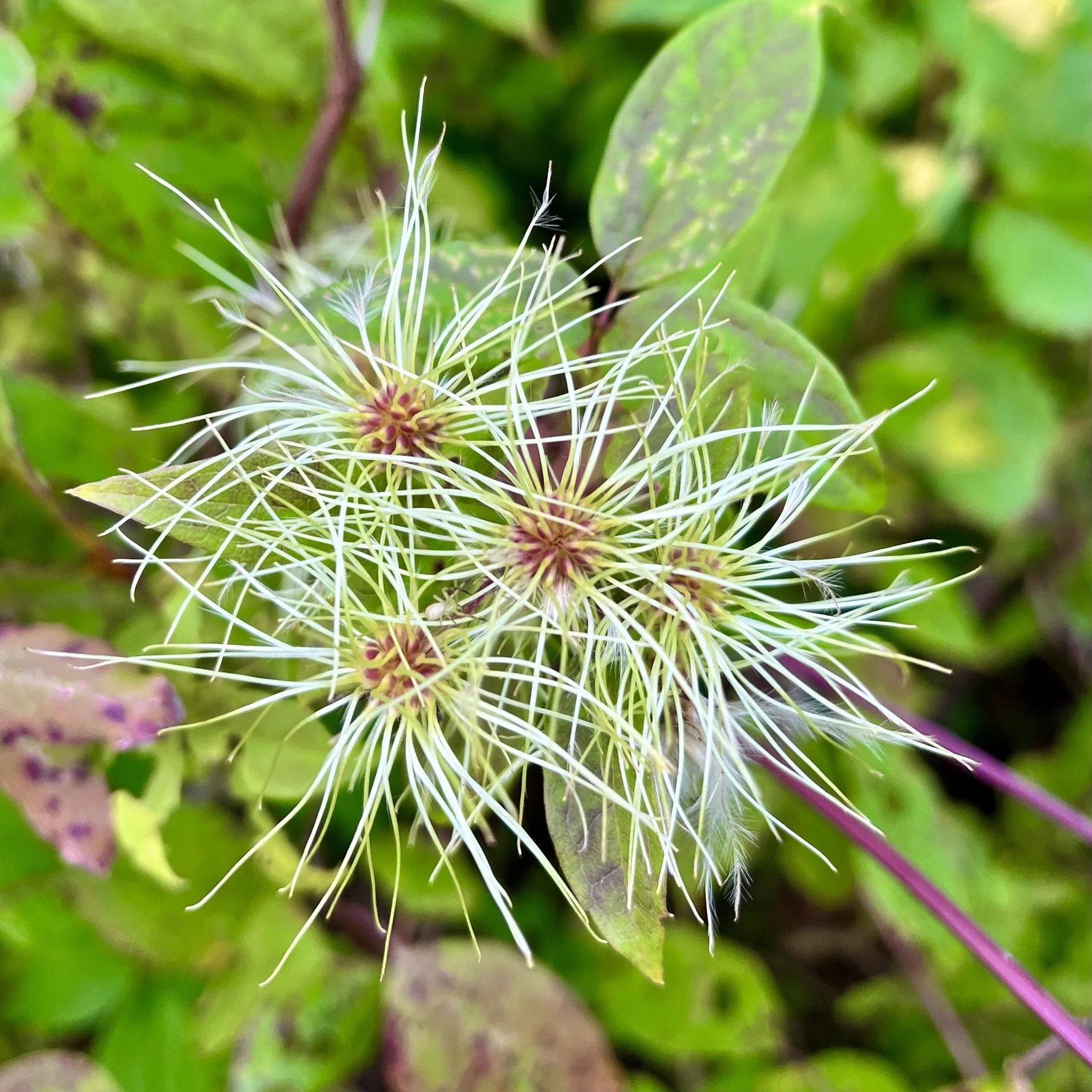 Staff — Somerset Woods Trustees