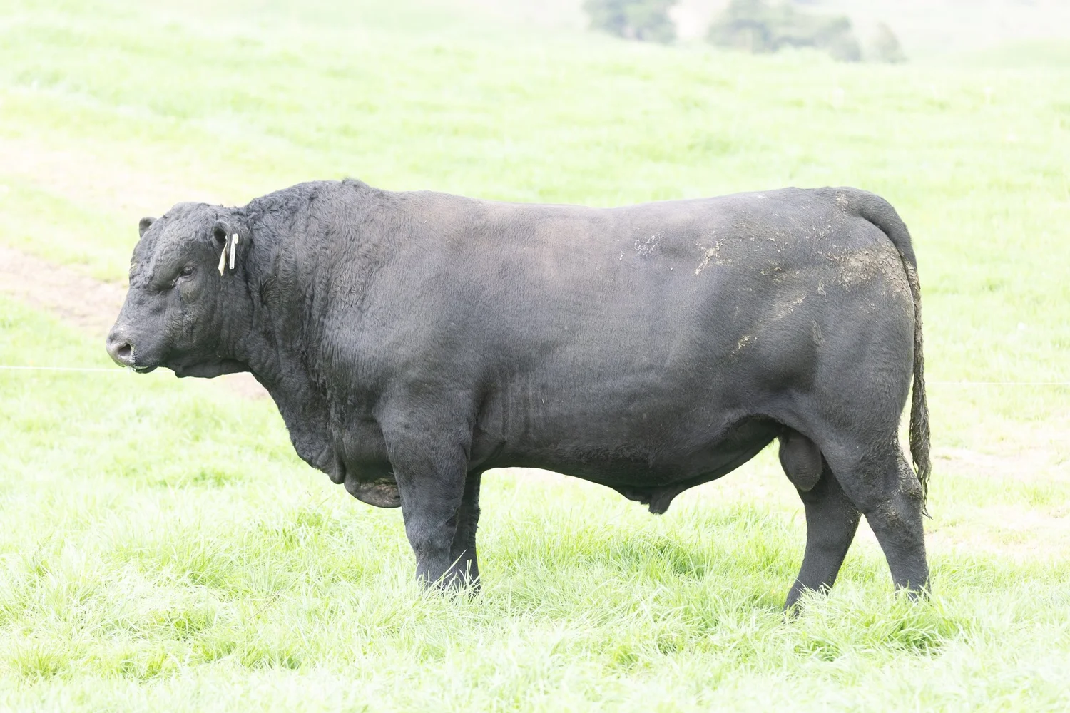 Sales — Hallmark Angus