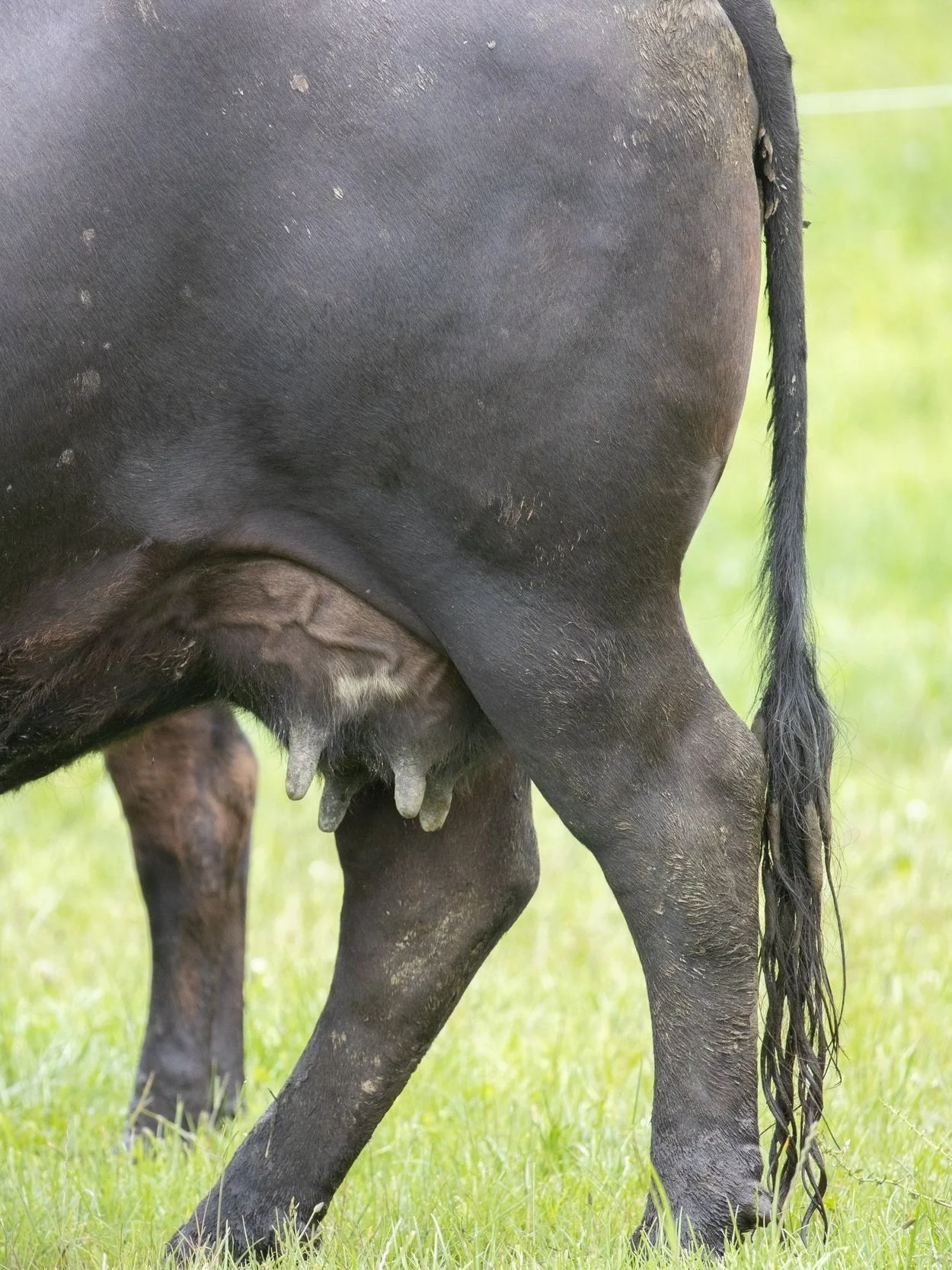Sires — Hallmark Angus