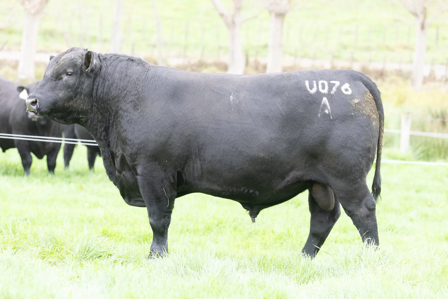 Sales — Hallmark Angus