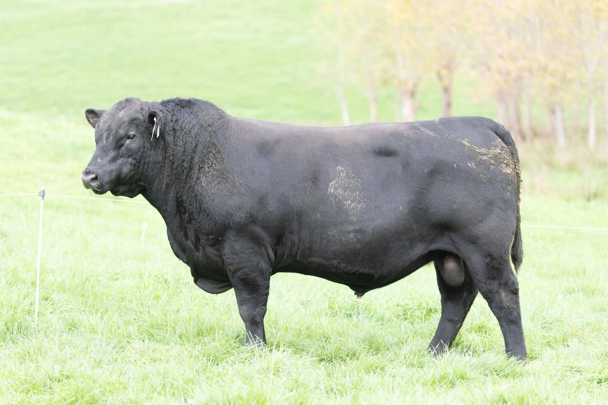 Sales — Hallmark Angus