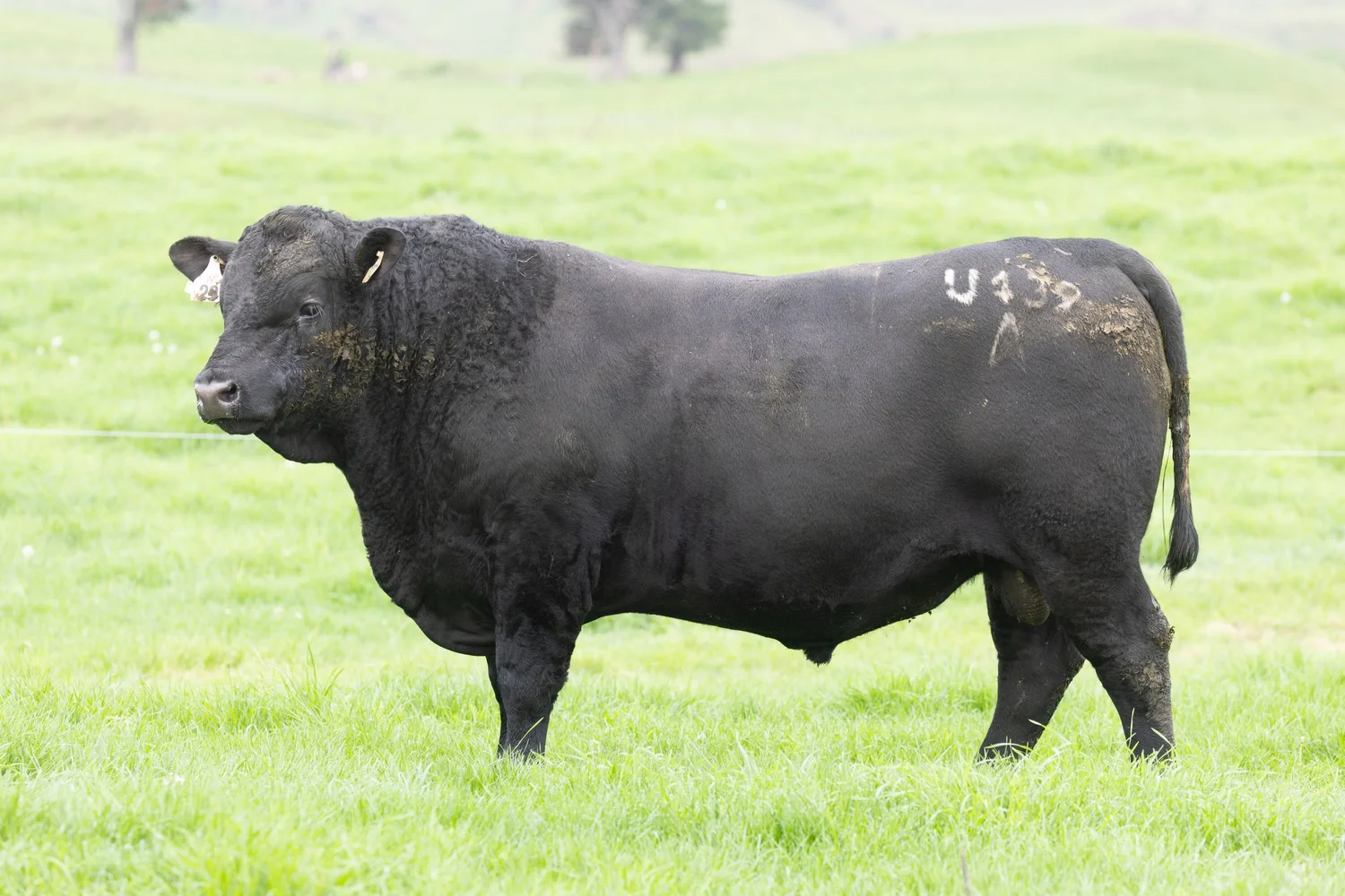Sales — Hallmark Angus