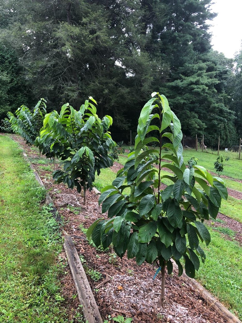 Sleepy Gap Pawpaws | Discover, Grow, Enjoy Pawpaws