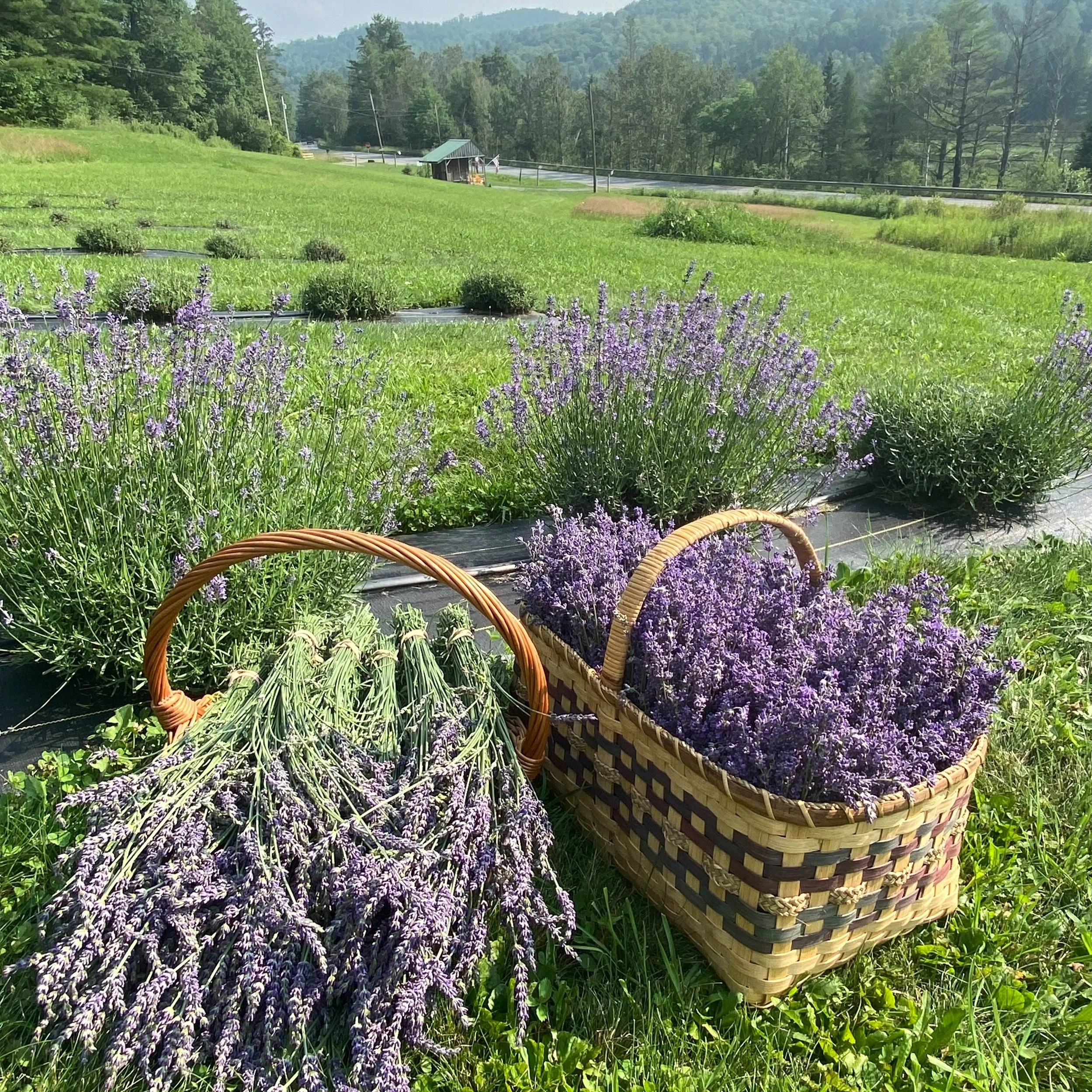 4M Lavender | Bath & Body | Home Goods | Aromatherapy | Lyndonville, VT