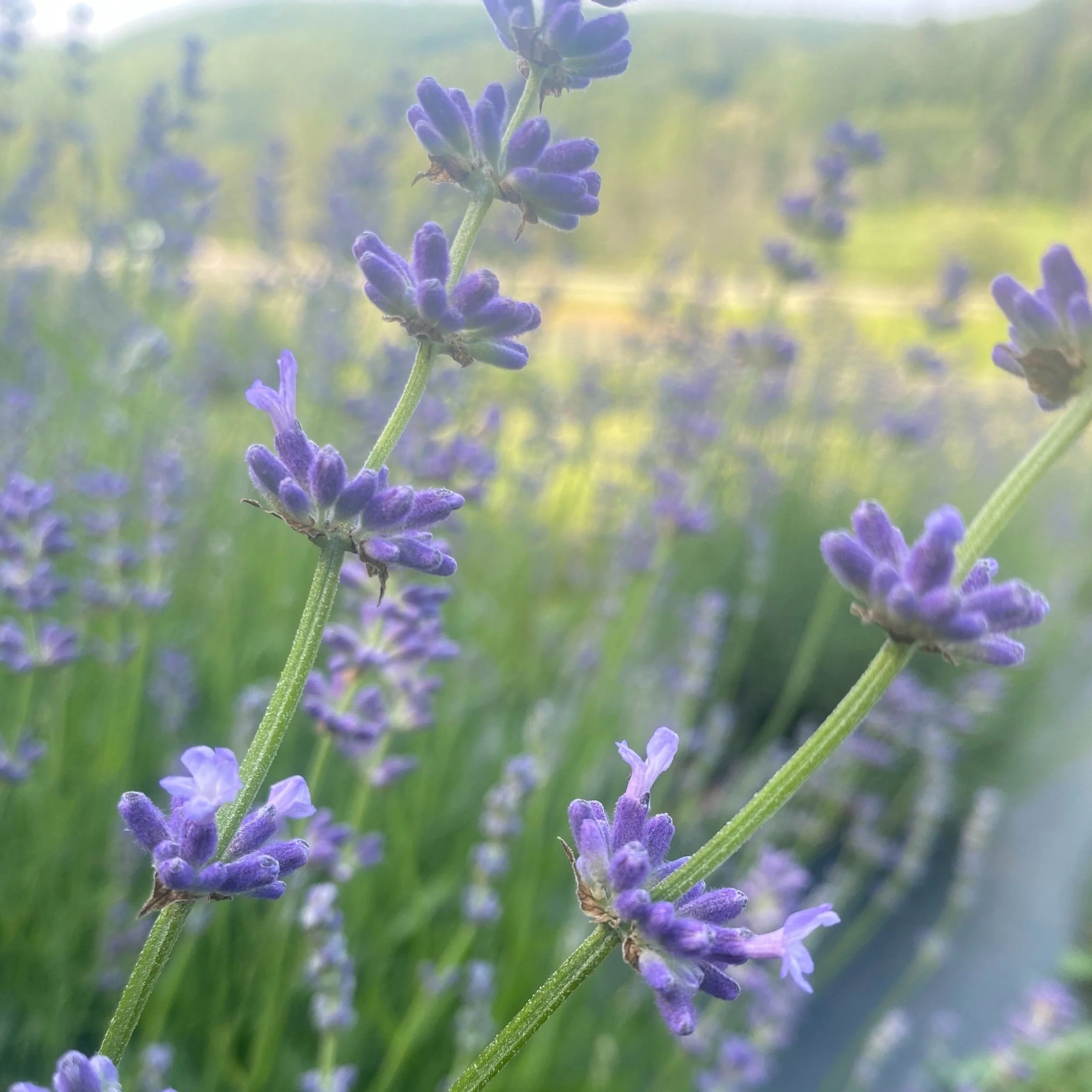 4M Lavender | Bath & Body | Home Goods | Aromatherapy | Lyndonville, VT