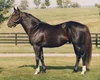 History — SECRETARIAT