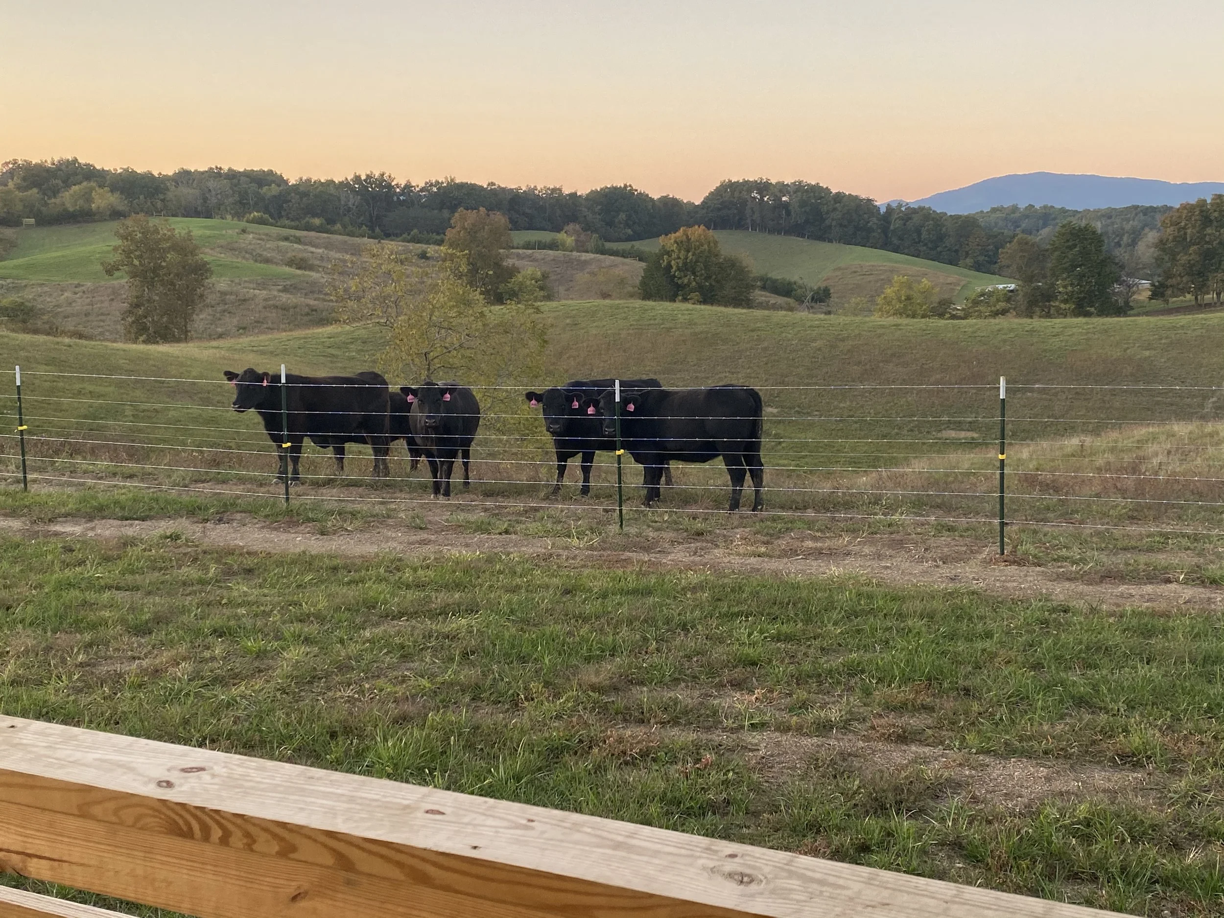 Fairwinds Farm | USDA-Inspected Angus Beef | Greeneville, TN