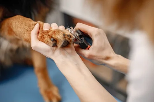Why you should keep your dog’s nails short — World Class Kennels