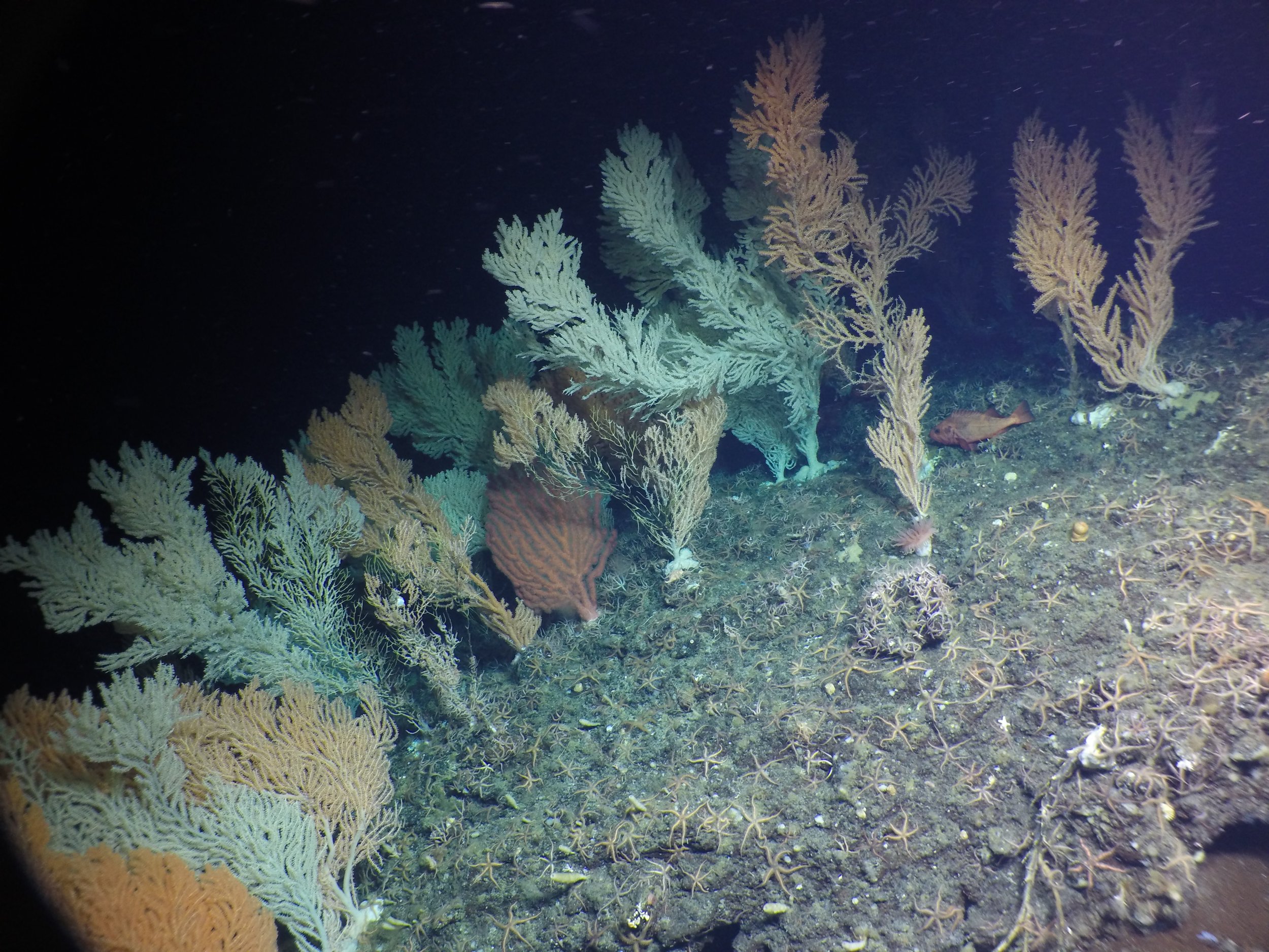 Online Resources — NorthEast Pacific Deep-sea Exploration Project (NEPDEP)