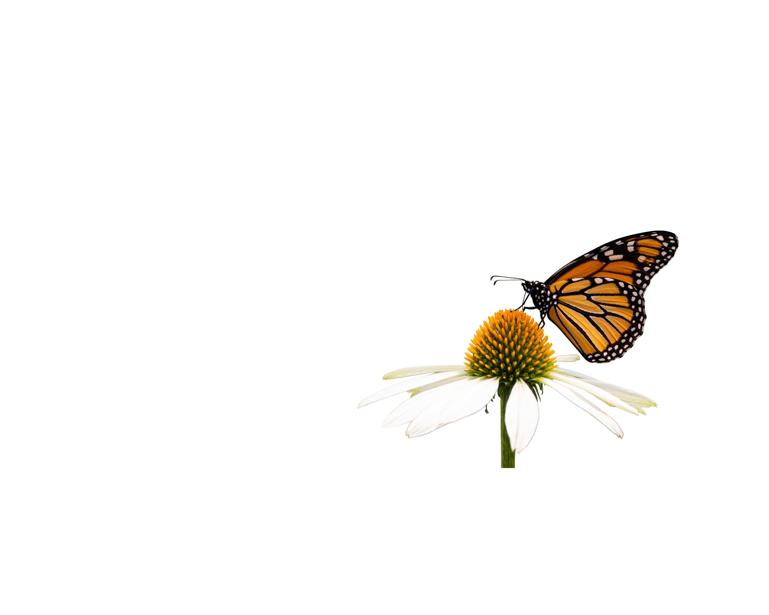 Emma's Butterfly Ranch