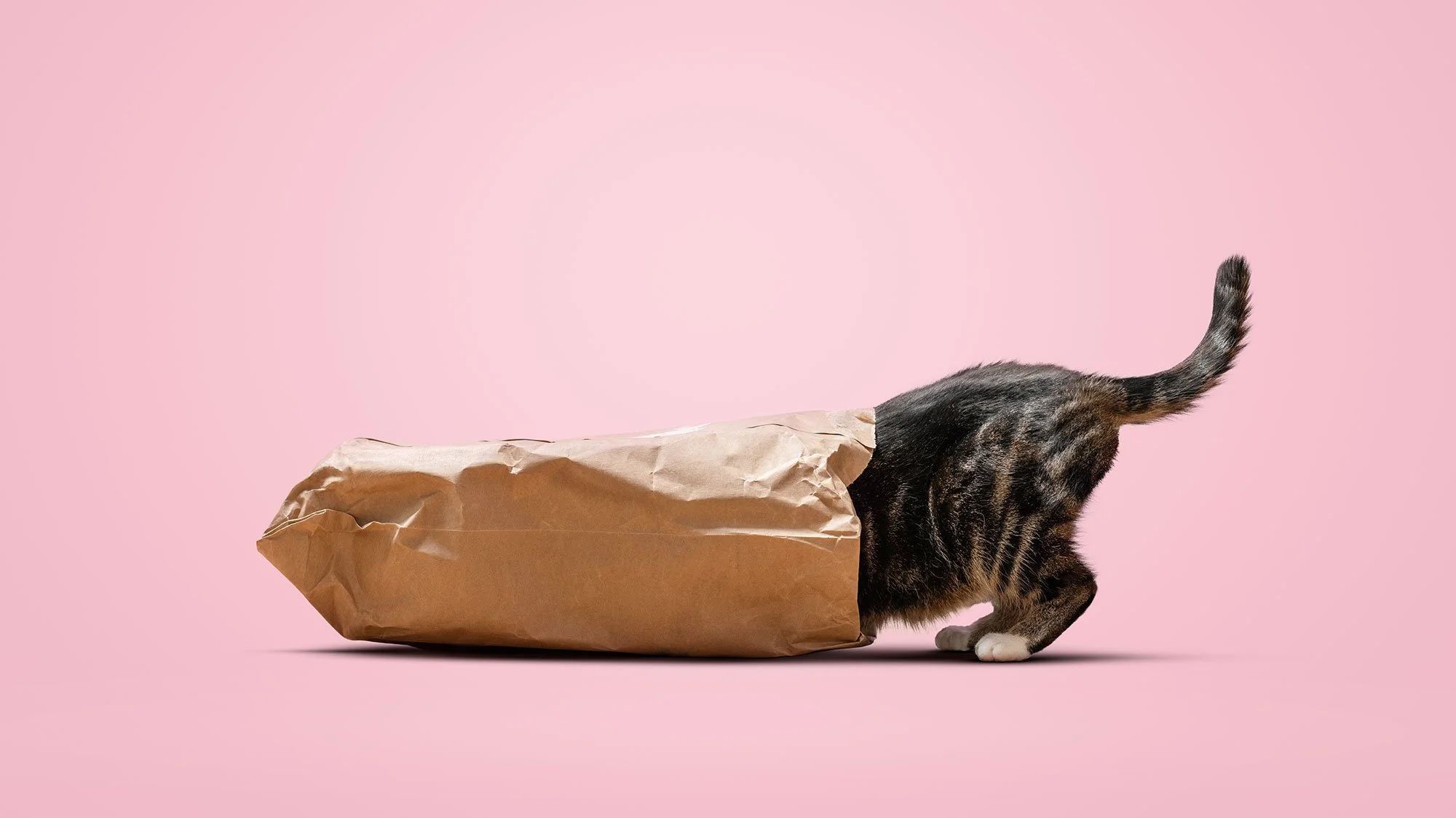 Kroger Community Rewards — Denton Animal Support Foundation
