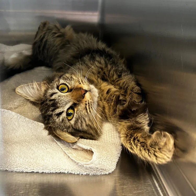 Denton Animal Support Foundation