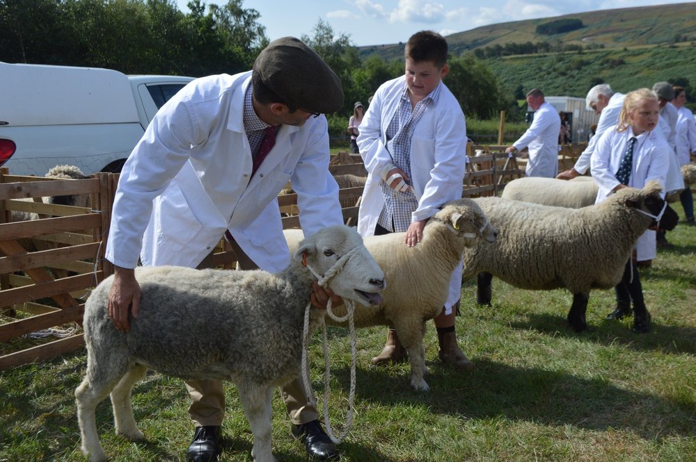 Sheep & Lambs — Bilsdale Agricultural Show