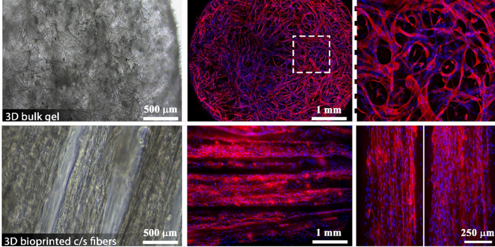 Skeletal Muscle Tissue Engineering — Costantini Lab
