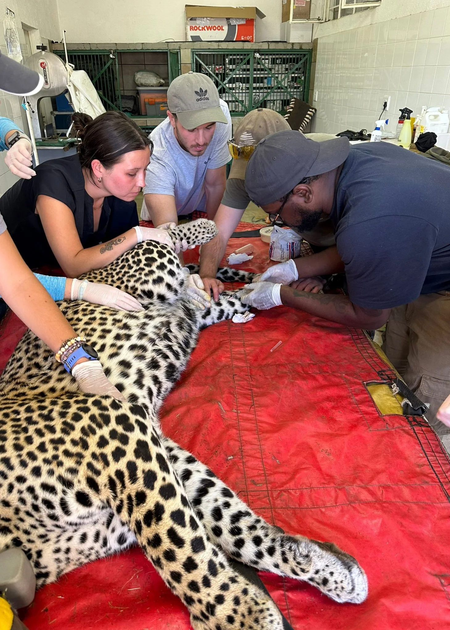 Wildlifevets.com