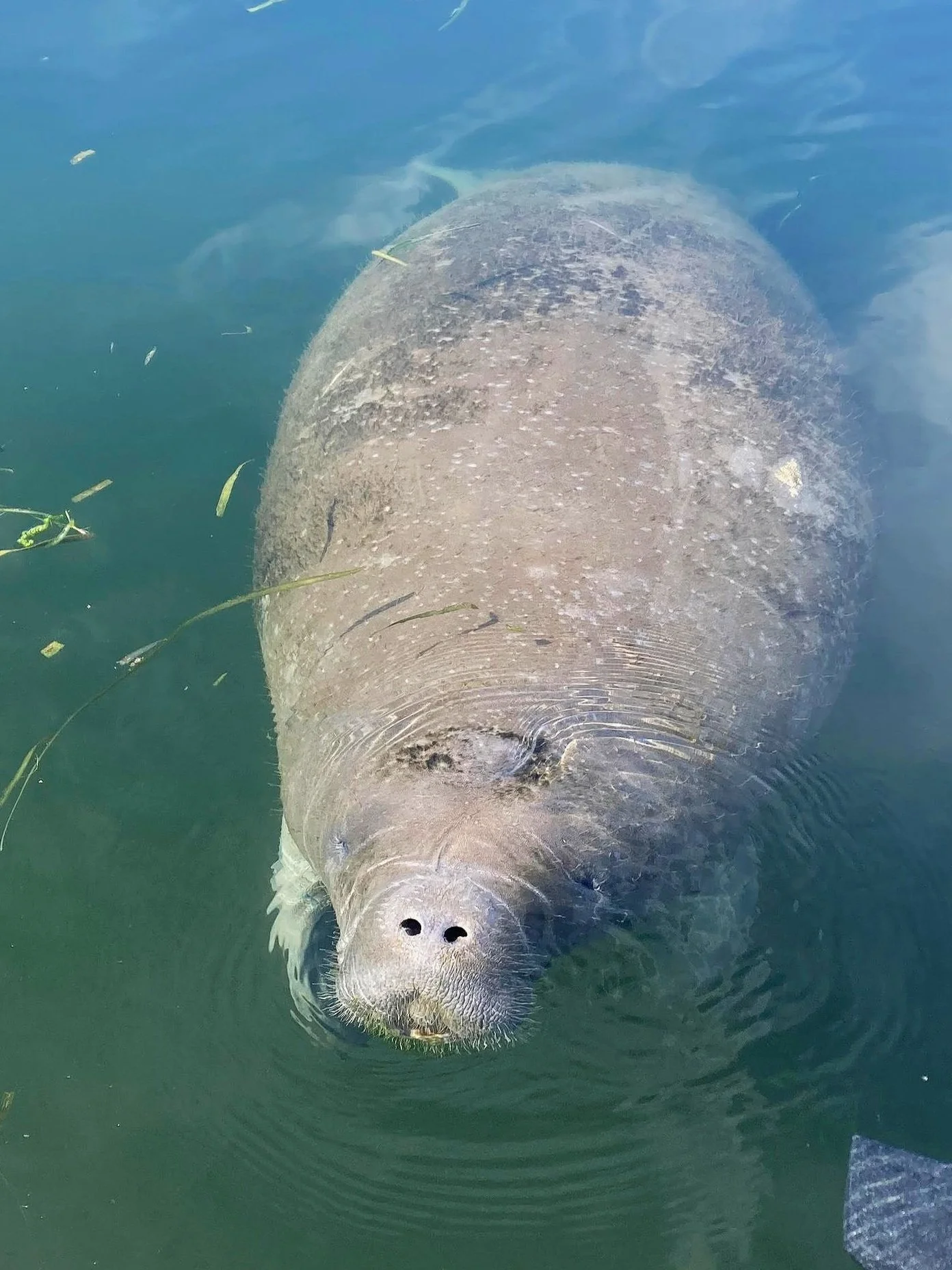 Crystal River Boat Tours - Manatee Viewing Tours, Eco Tours, Small Groups