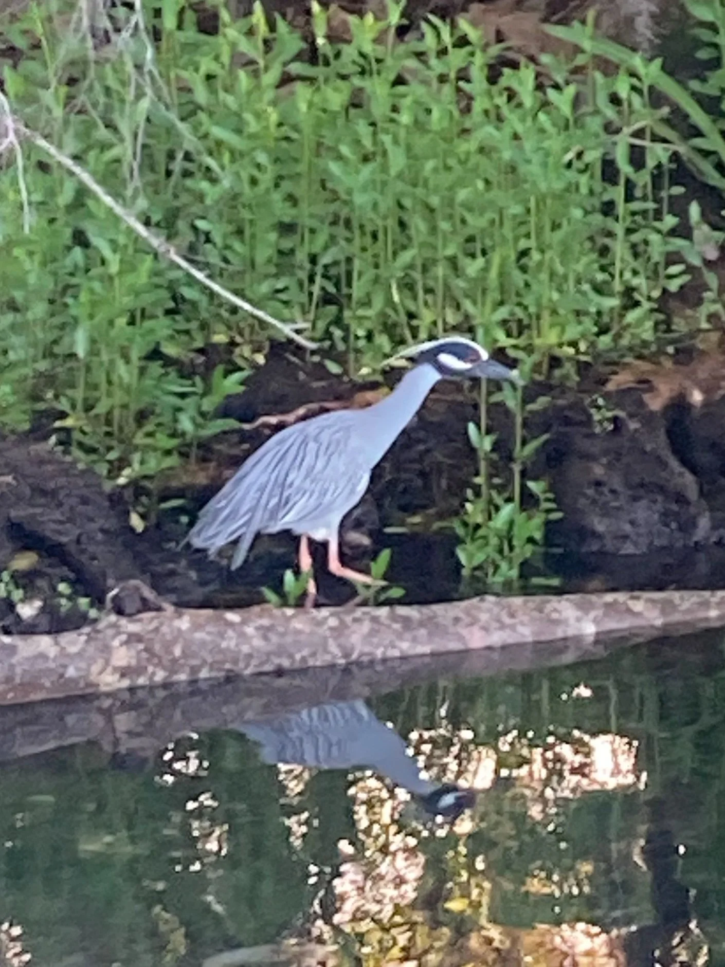 Crystal River Boat Tours
