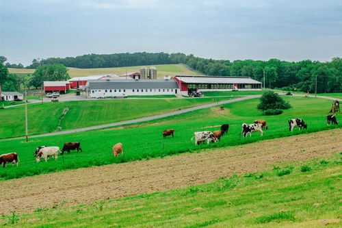 Beyer Farms Dairy