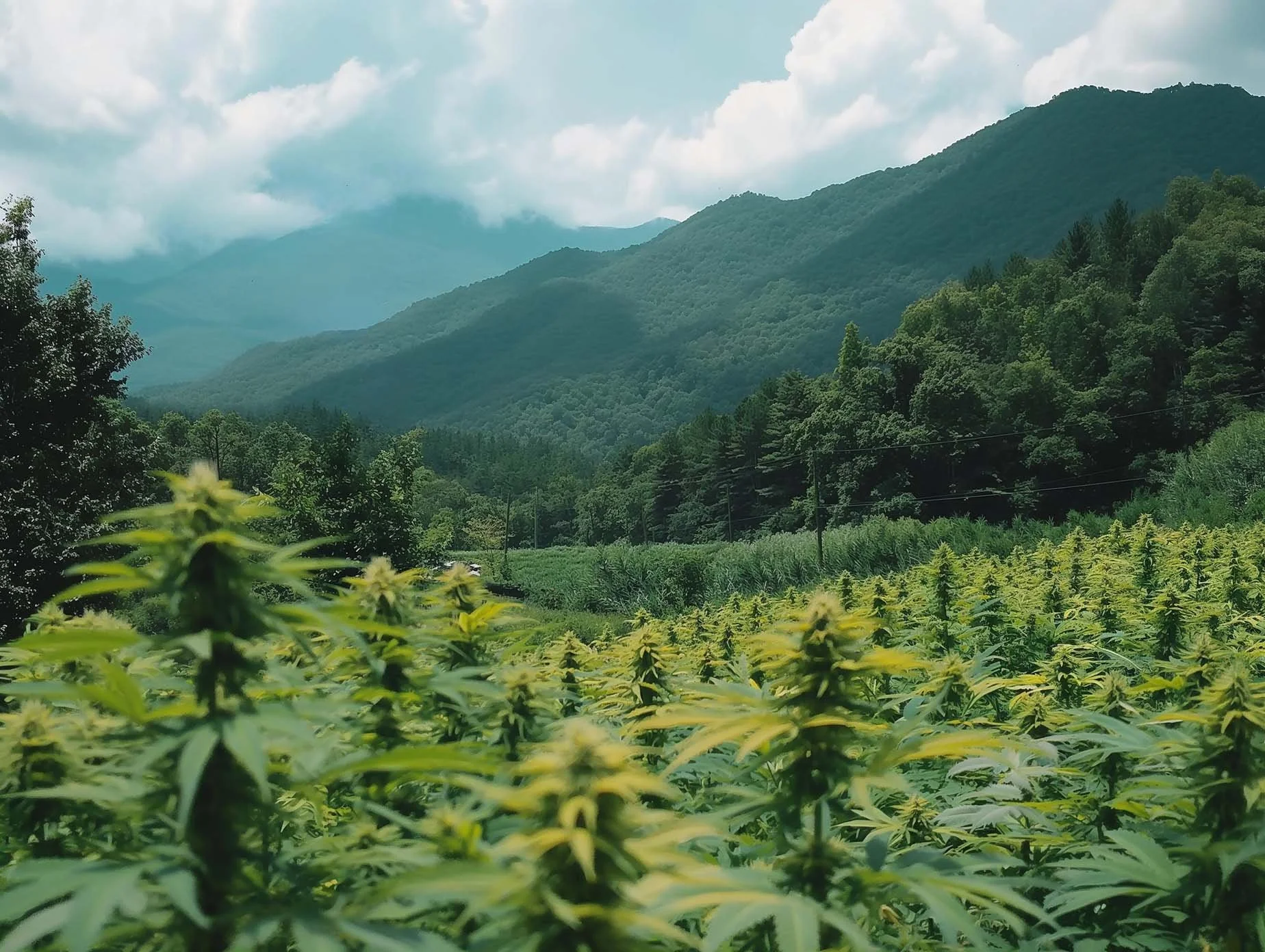 Our Story | Firetree Organics