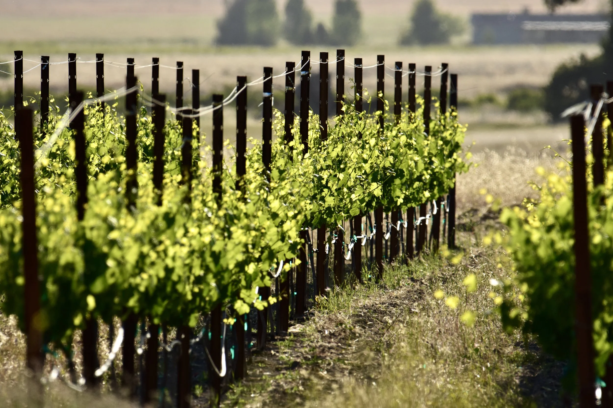 Fallendown Tree Vineyards