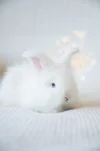 Full Face English Angora — Huggable Bunnies