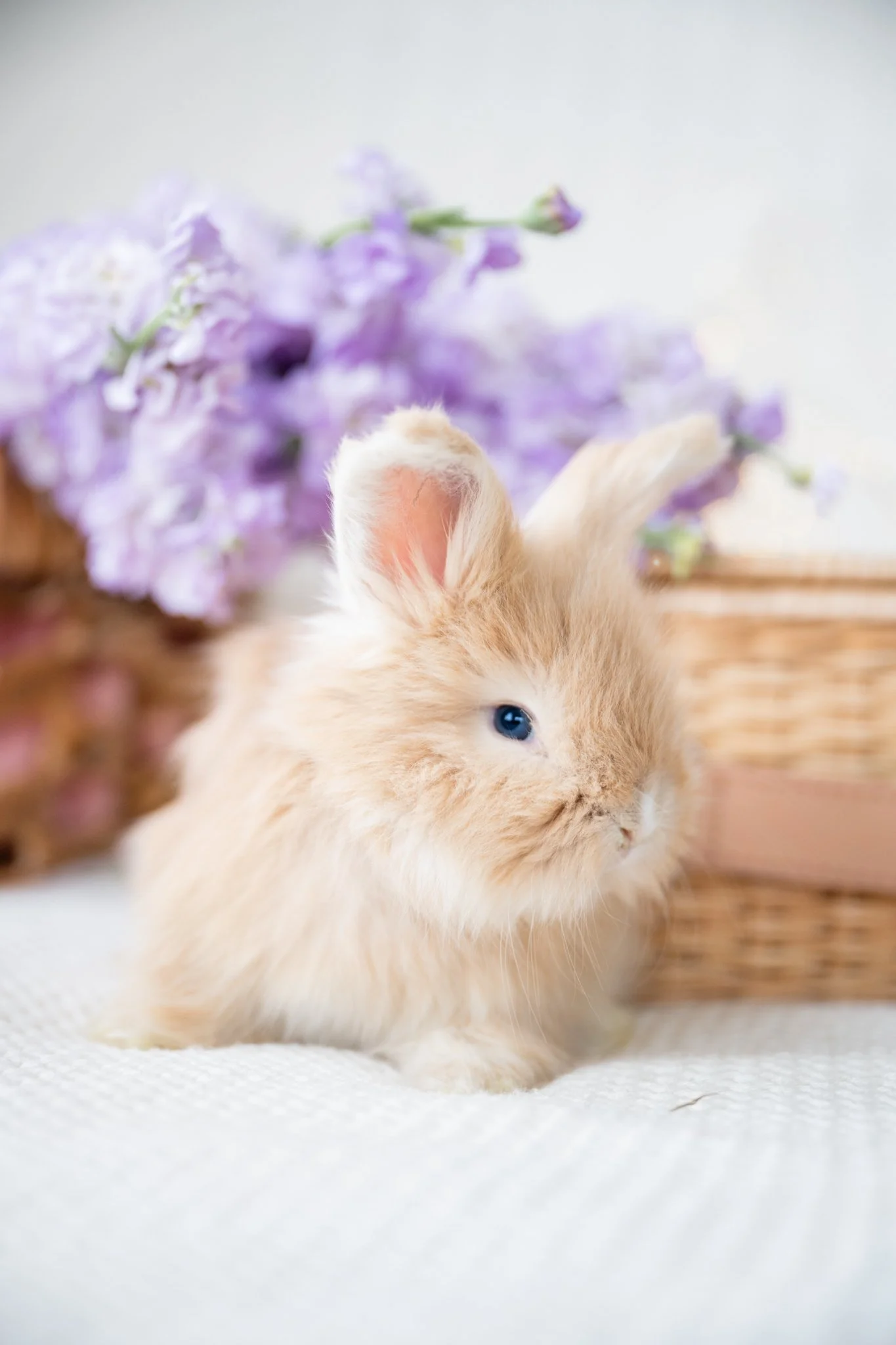 Full Face English Angora — Huggable Bunnies