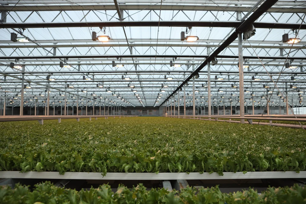 Better For You — Fresh 'n Crisp Farms