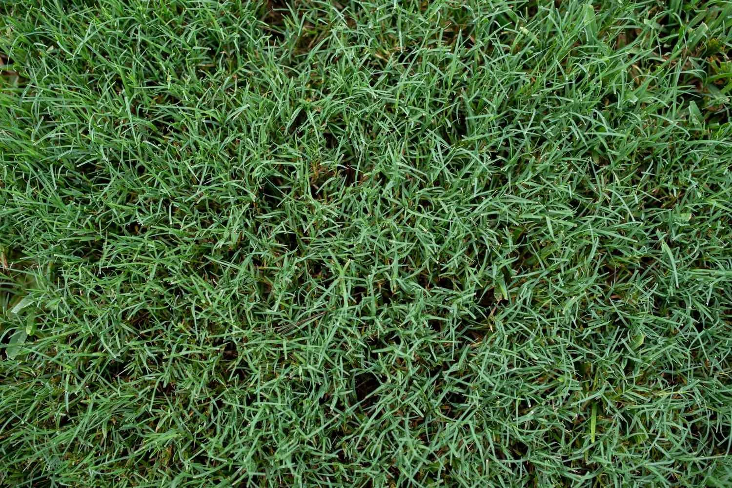 Most Common Grass Types in Georgia — North Georgia Stump Removal LLC