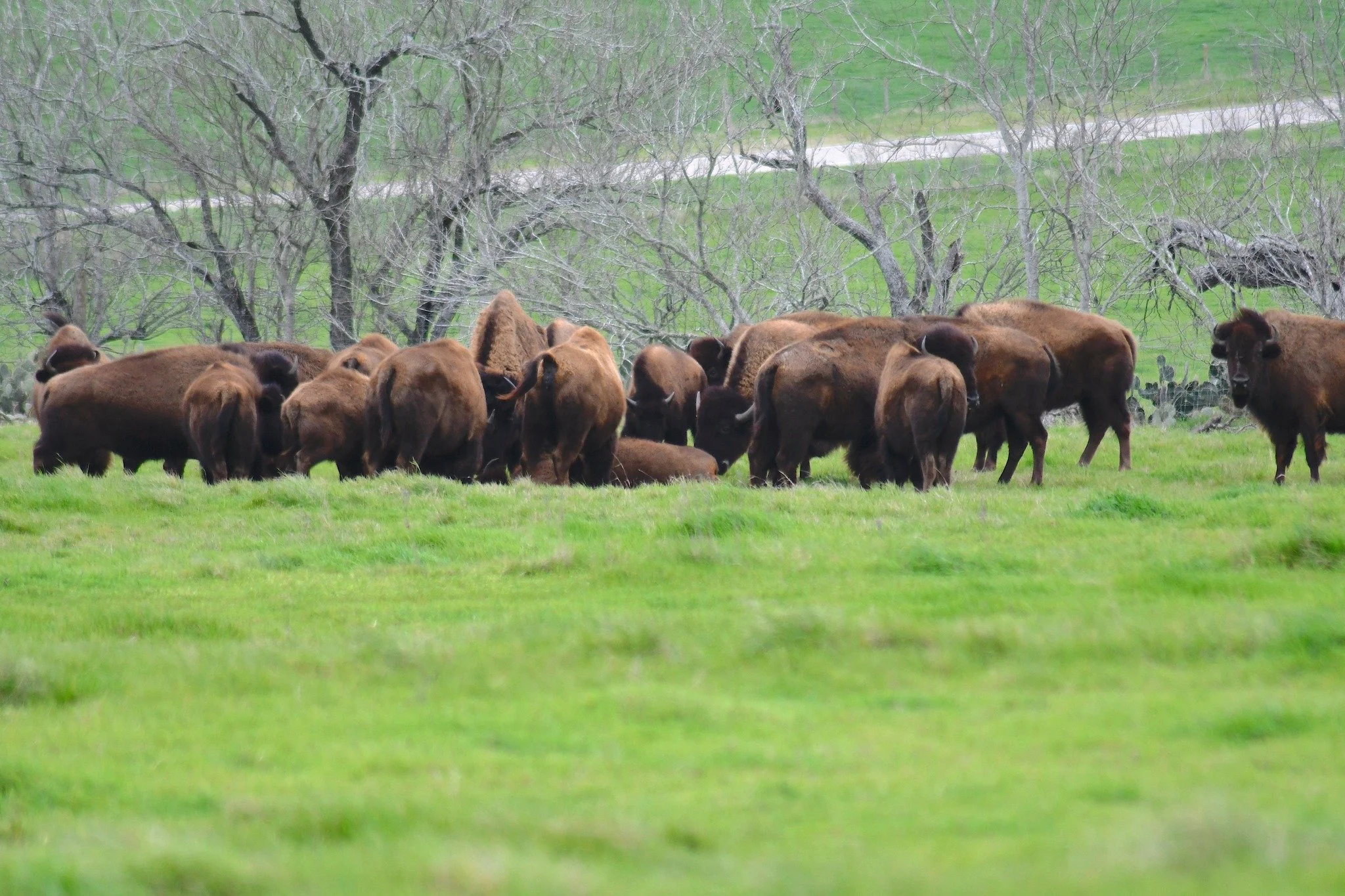 Regenerative Agriculture Practices | Texas Tribal Buffalo Project — Texas Tribal Buffalo Project
