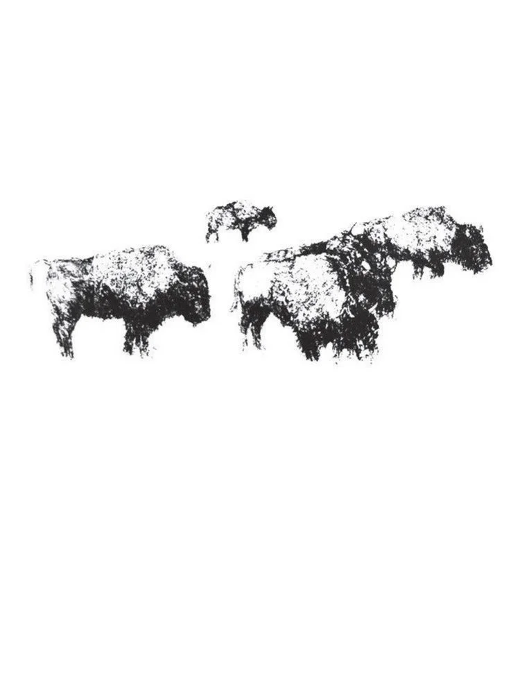 Bison Chronicles: Latest News & Events at Texas Tribal Buffalo Project ...