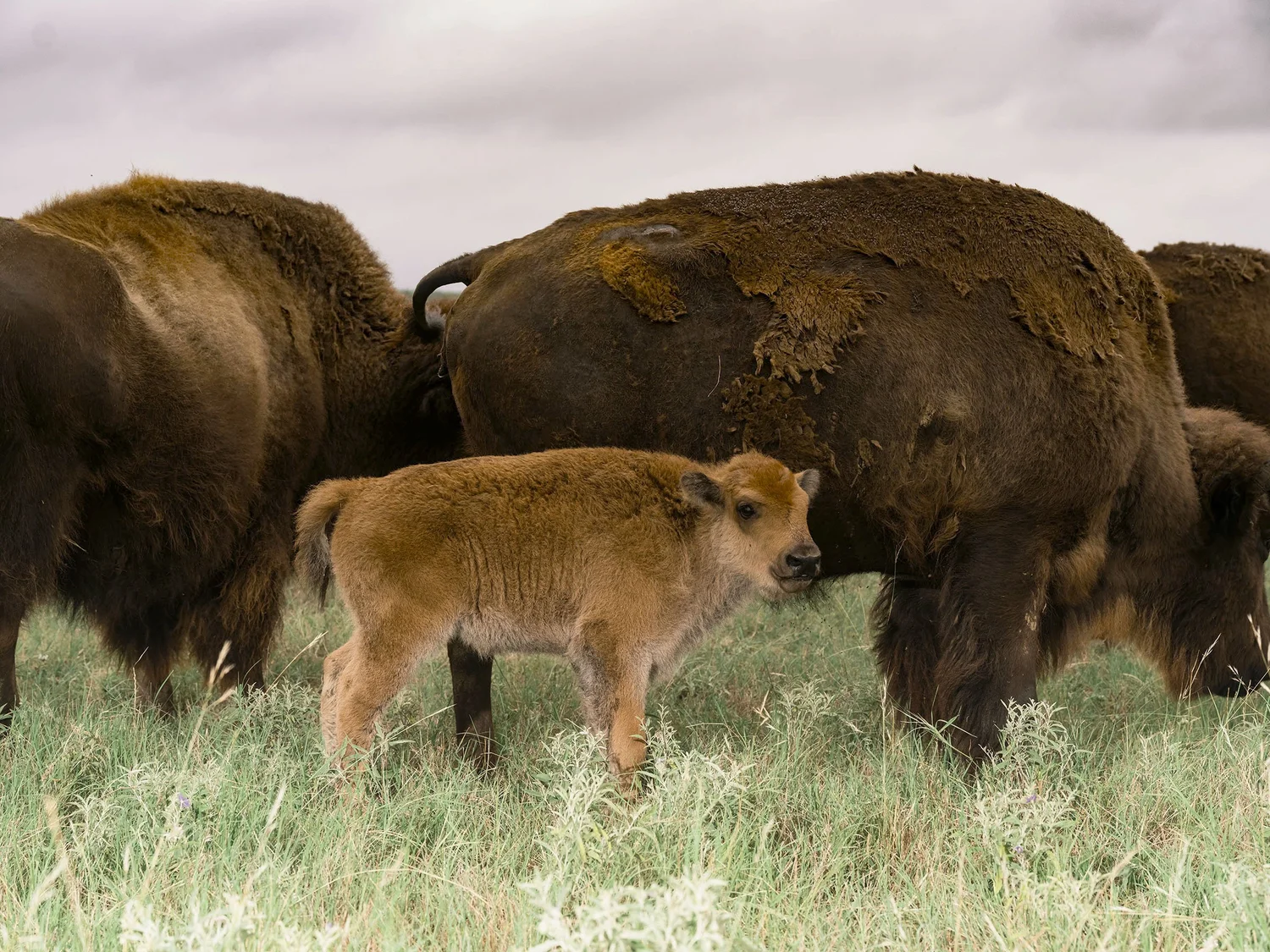 Meet Our Team | Texas Tribal Buffalo Project: Dedicated to Indigenous ...