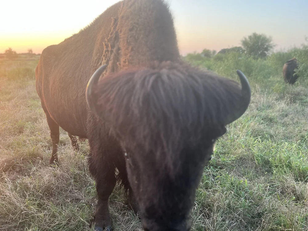 Our Mission, Vision & Values — Texas Tribal Buffalo Project