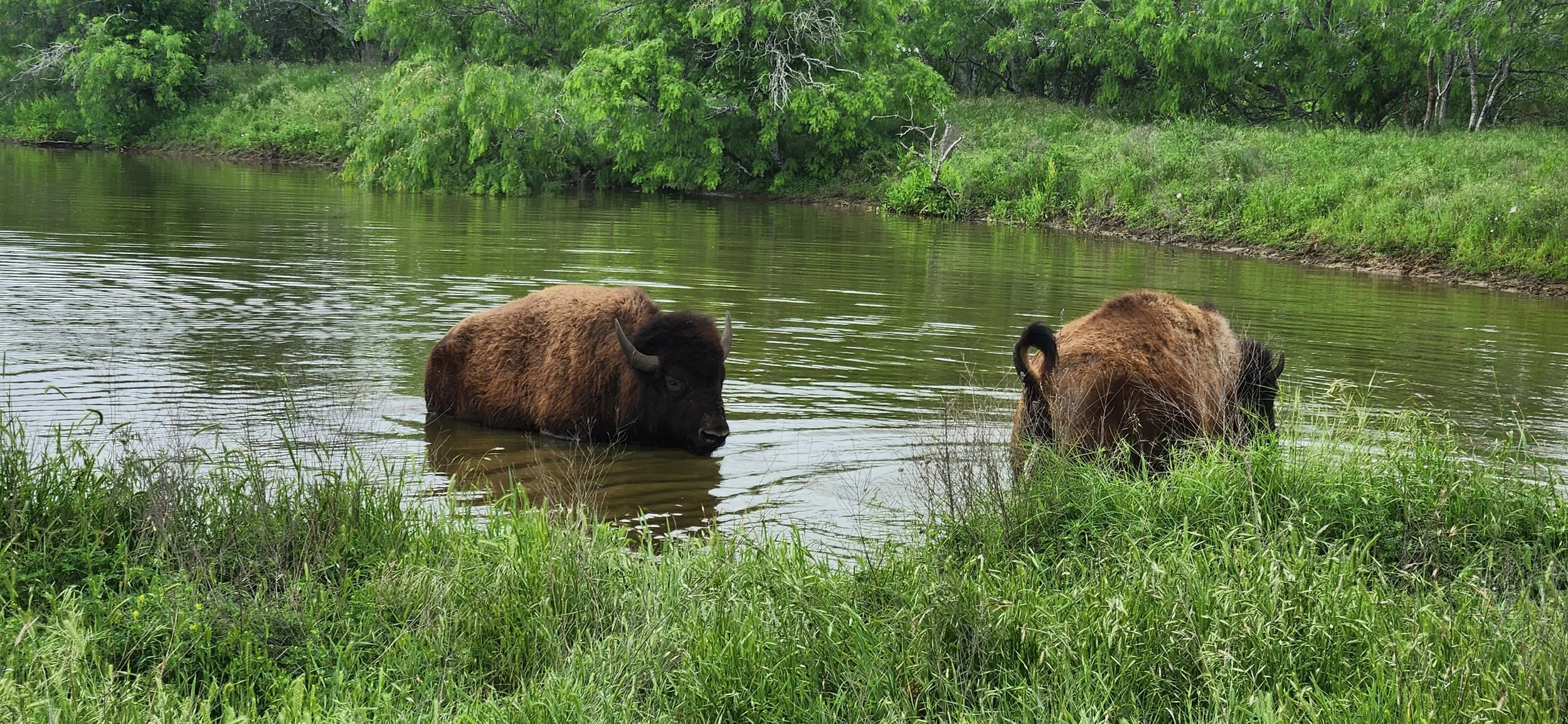 TTBP Ranch Tours — Texas Tribal Buffalo Project