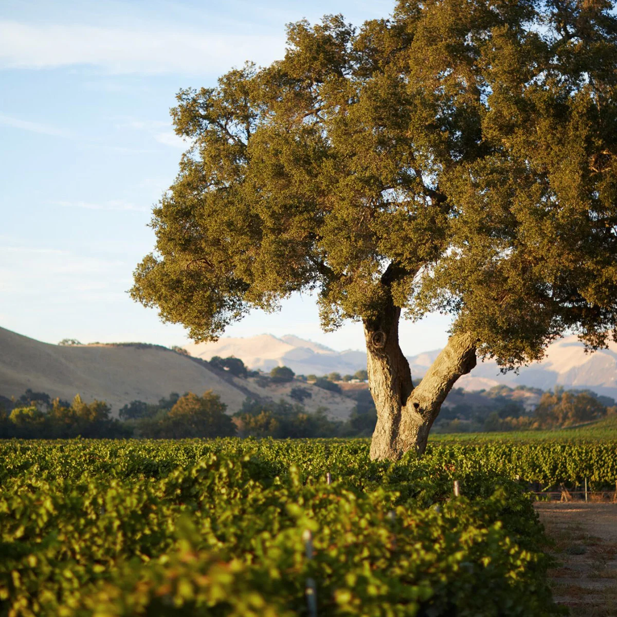 Foxen Canyon Wine Trail