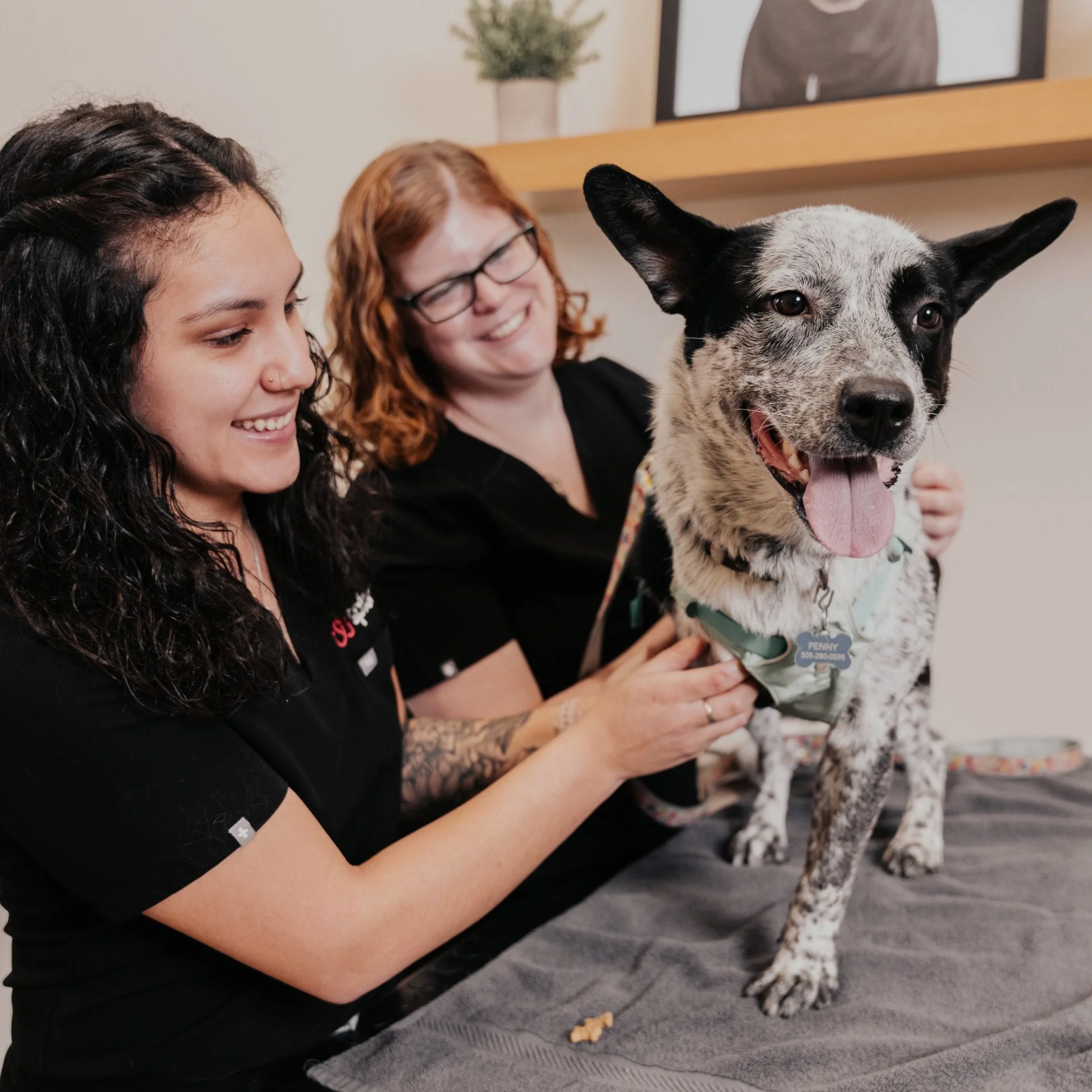 How Sploot Vets is Putting the “Dream” Back in “Dream Job” — SideEyeSociety