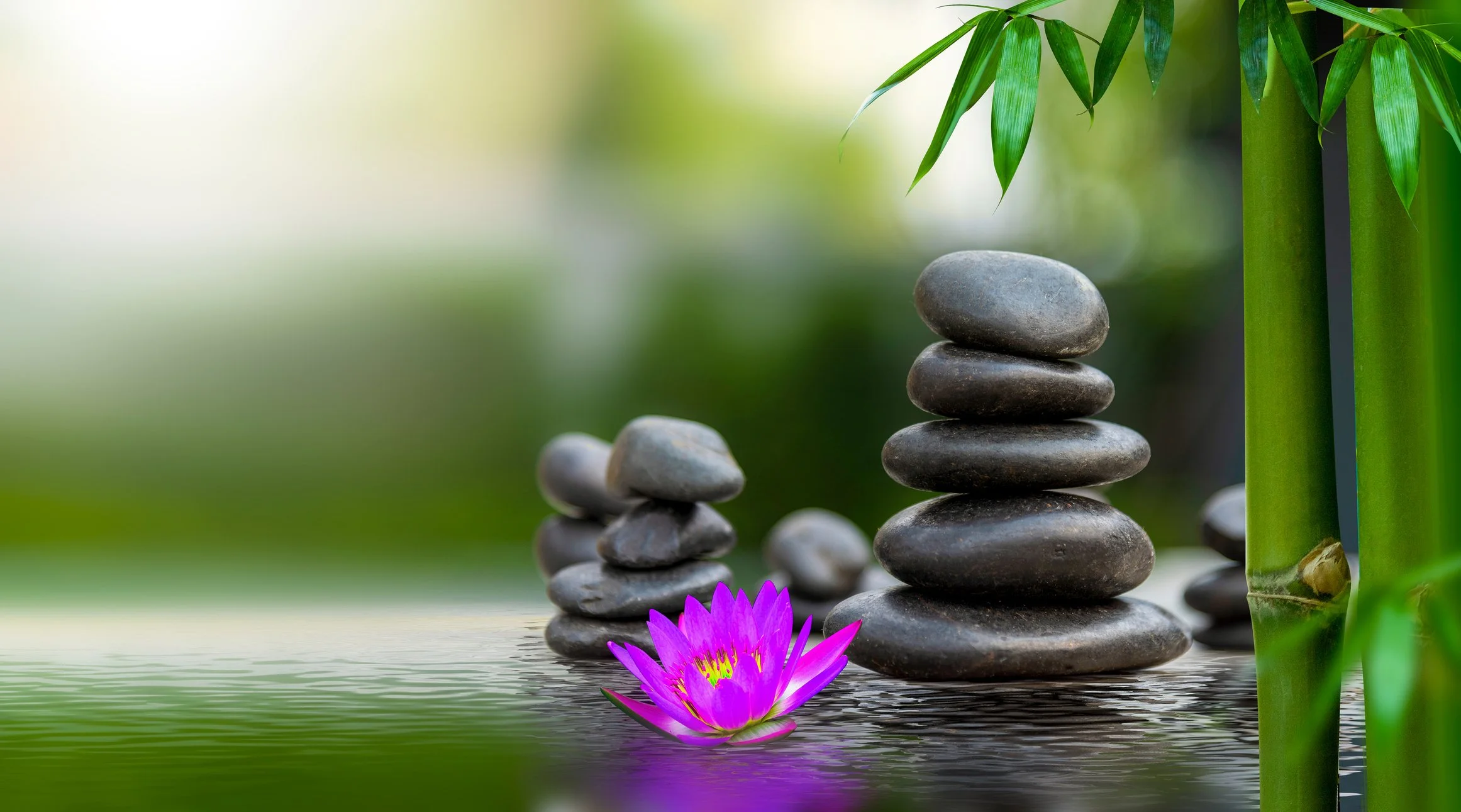 Therapy | Davie, FL | Mindful Lotus Therapy