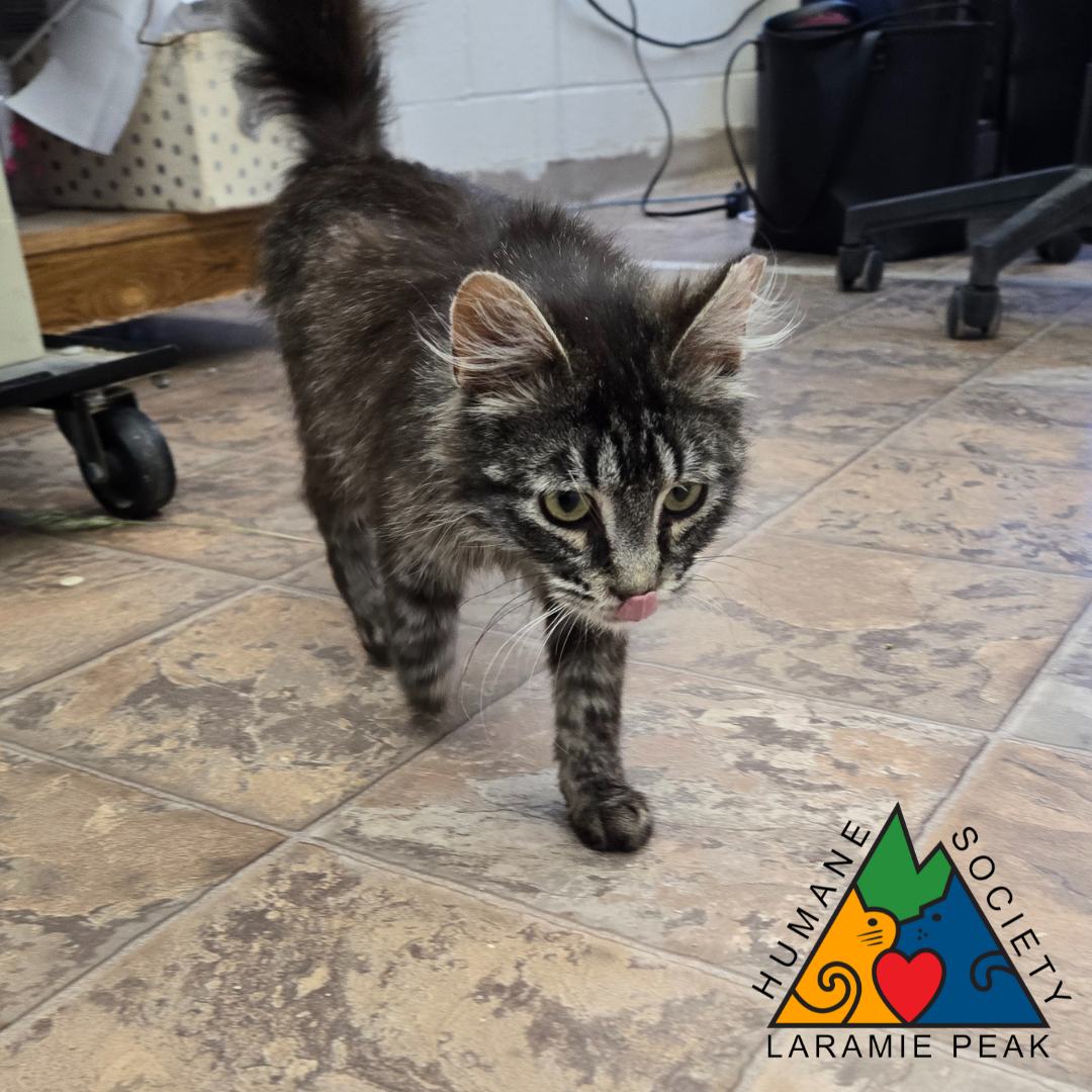 Cats — Laramie Peak Humane Society