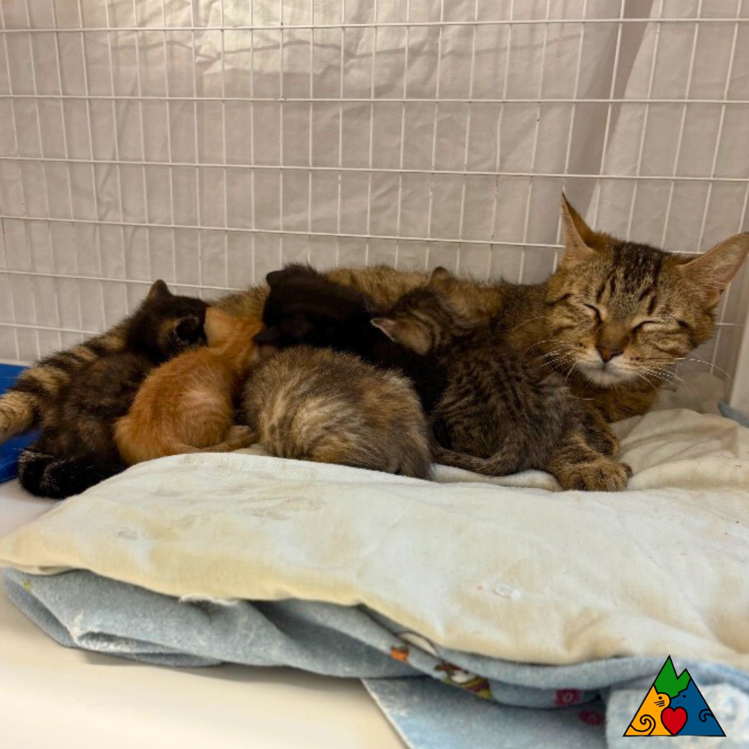 Cats — Laramie Peak Humane Society