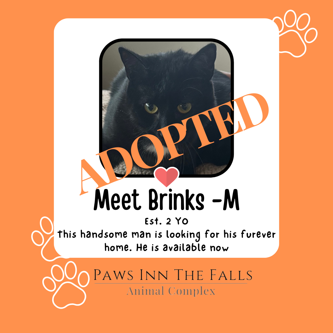 Adoptable Cats — Paws Inn the Falls Animal Complex