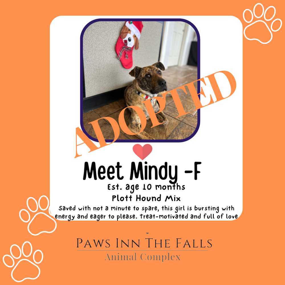 Adoptable Dogs — Paws Inn the Falls Animal Complex
